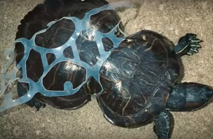 Edible Six-Pack Rings Could Help Make The Oceans Safe Again - On Check ...