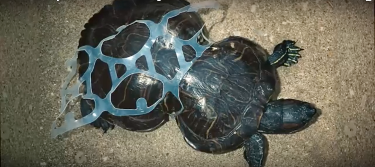 Edible Six-Pack Rings Could Help Make The Oceans Safe Again - On Check ...