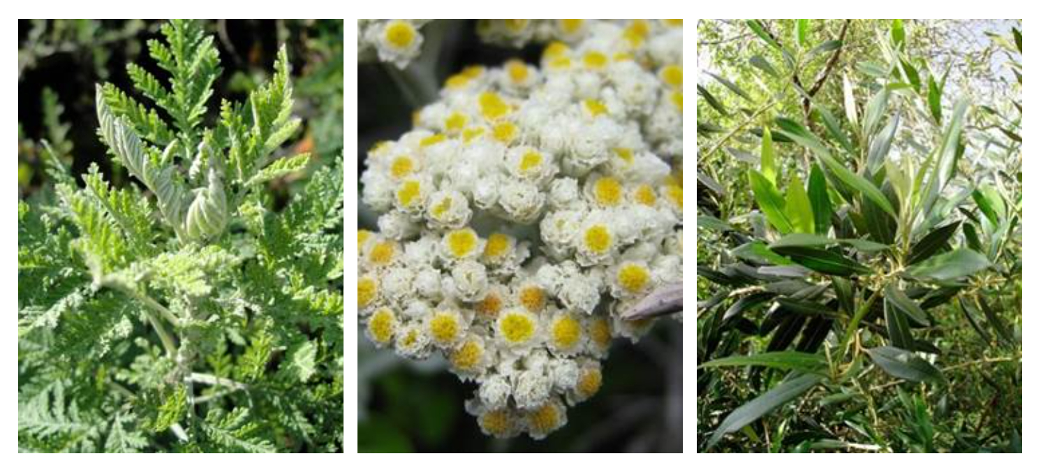 8 Indigenous South African Herbs Used to Treat & Prevent Common Winter ...